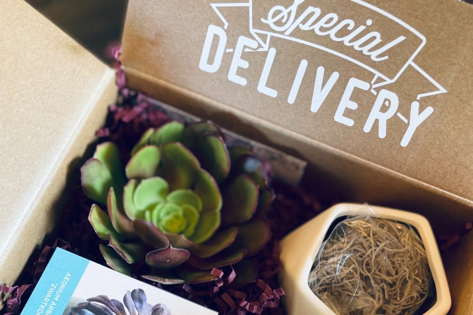 21 Best Succulent Gift Box Ideas