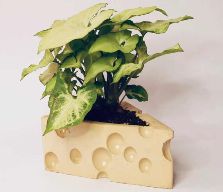 How To Celebrate National Cheese Day | 365 Gift Guide