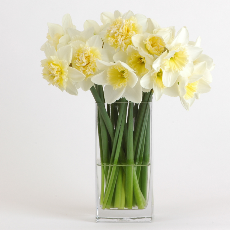 Flowers That Symbolize Friendship on International Friendship Day